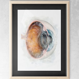 Eye Anatomy Art Print Decor, Eyeball Cross-section Watercolor Style Eye ...