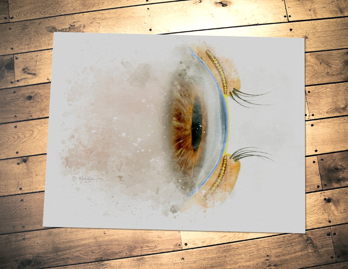 Eye Anatomy Art Print Eyelid Cross-section Watercolor Style | Etsy