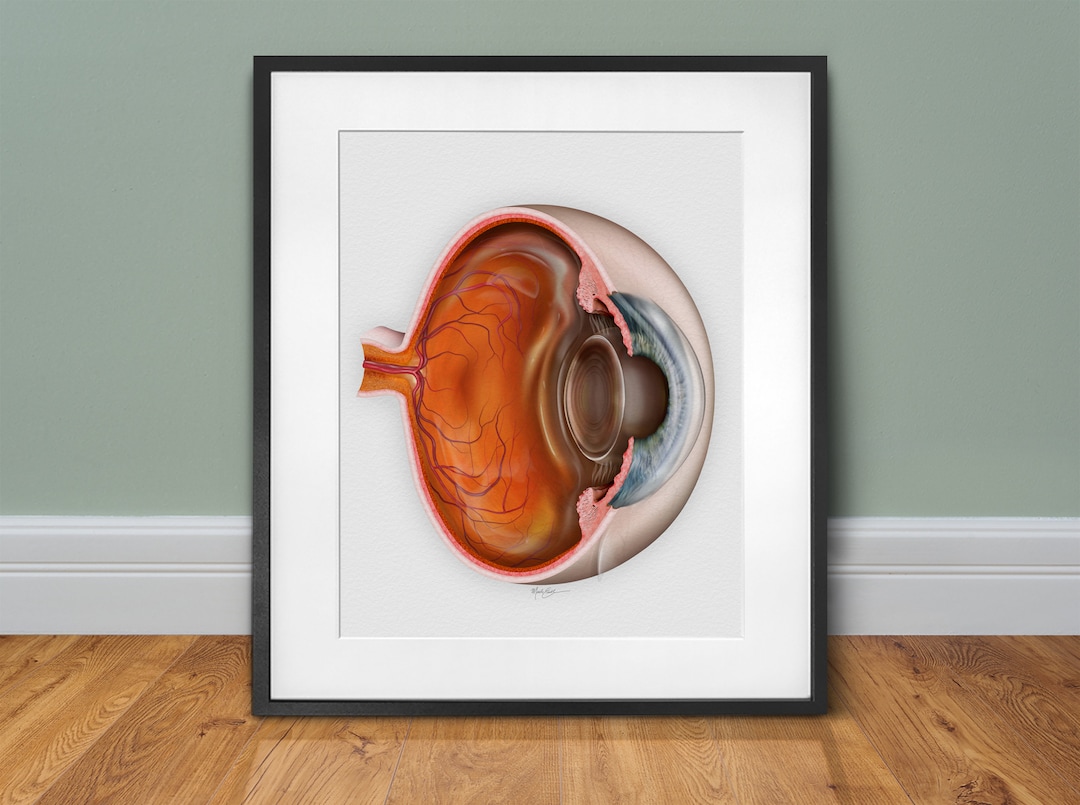 Eye Anatomy Art Print, Eyeball Cross Section Wall Art, Eye Doctor Gift ...