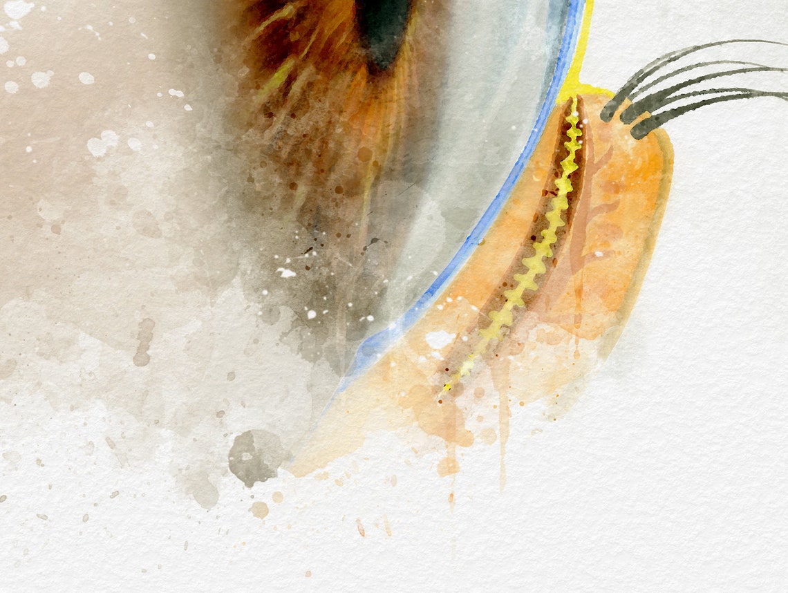 Eye Anatomy Art Print Eyelid Cross-section Watercolor Style - Etsy
