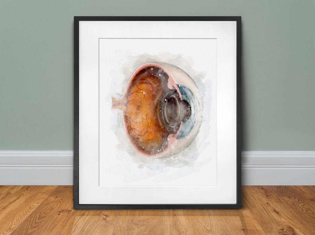 Eye Anatomy Art Print Decor, Eyeball Cross-section Watercolor Style Eye ...