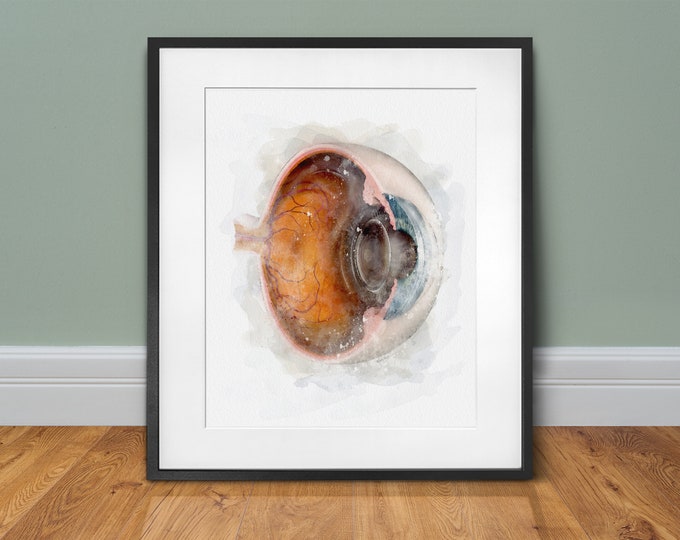 Human Eyes DIY Art Parts, Craft Supply Eye Pieces, Partial Eye ...