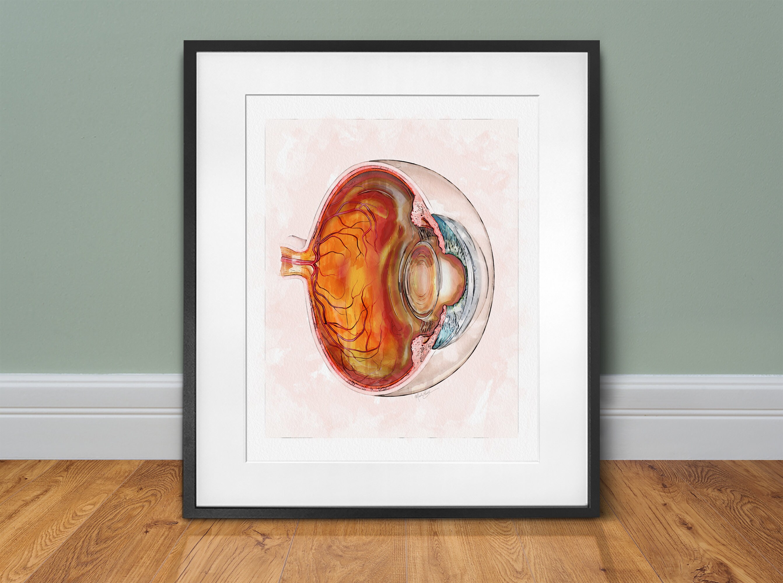 Eyeball Cross Section