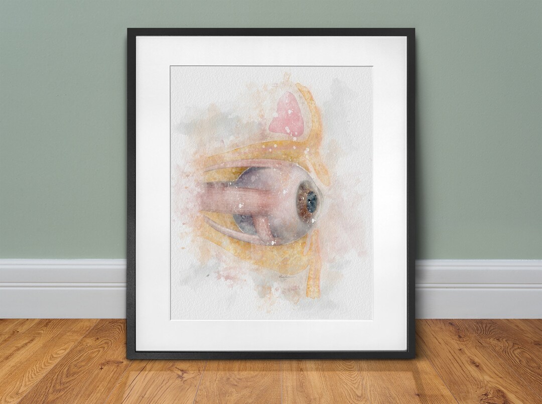 Eye Anatomy Art Print, Periorbital Cross-section Watercolor Style ...
