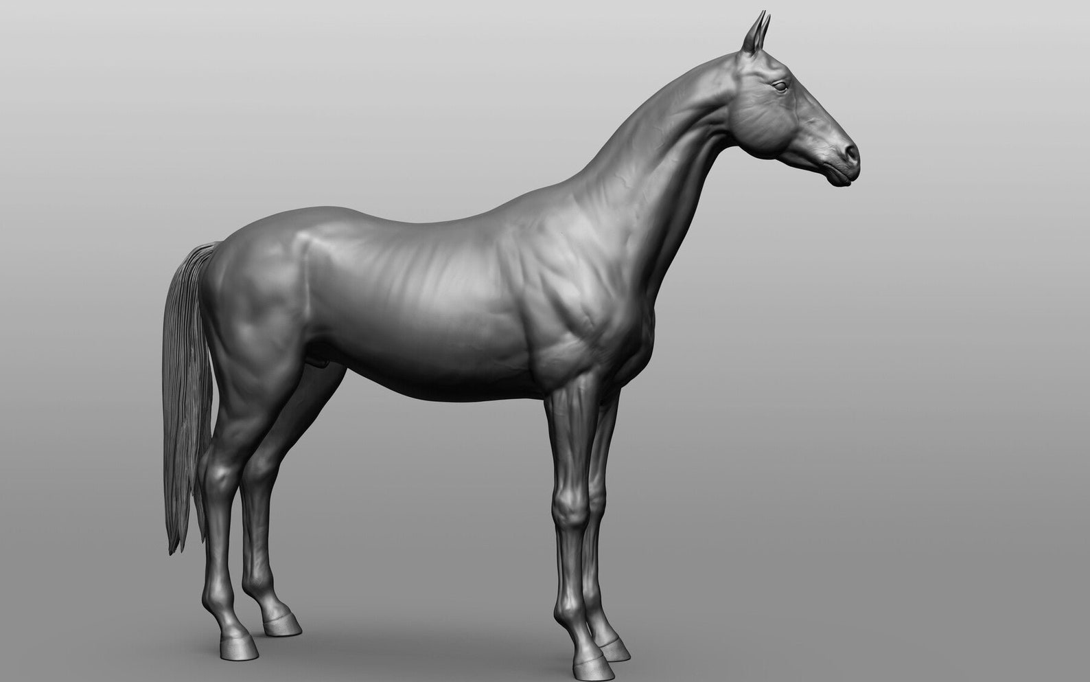 Akhal Teke - White Resin Ready to Prep / Paint LTD EDITION - Etsy