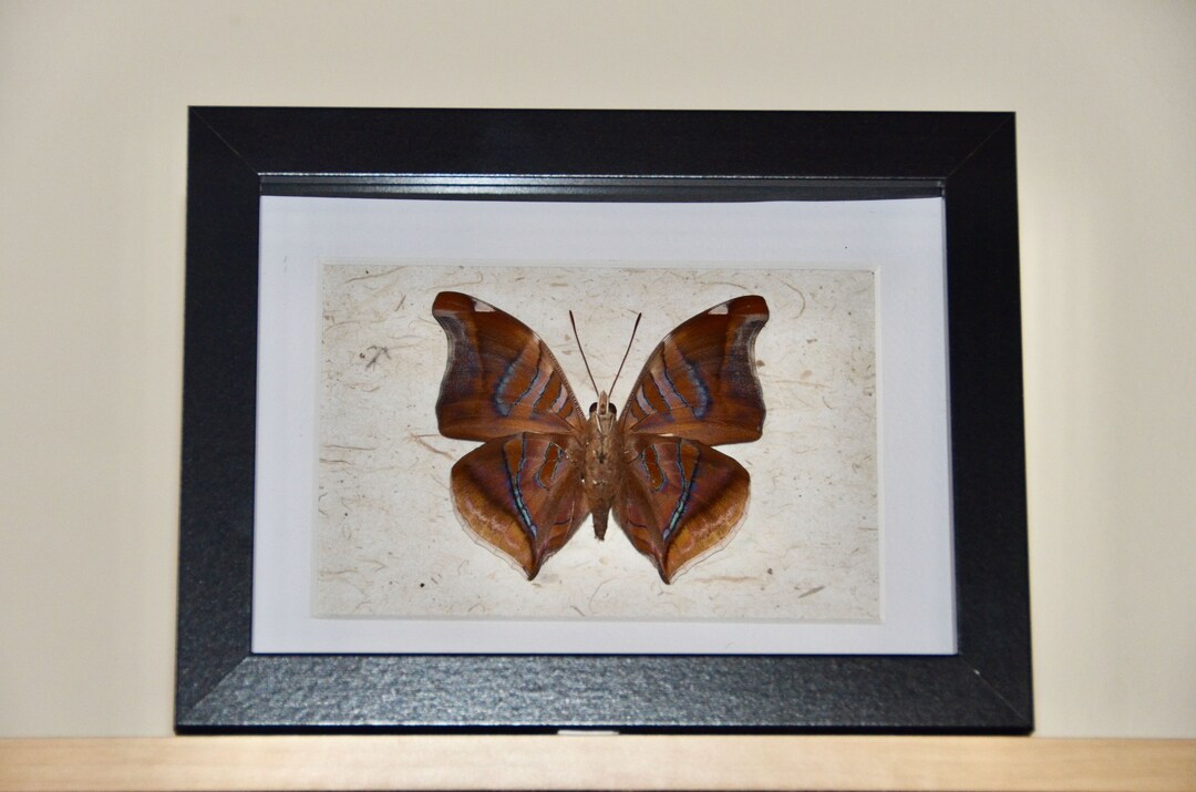 Framing With a Real Butterfly, Historis Odius. - Etsy