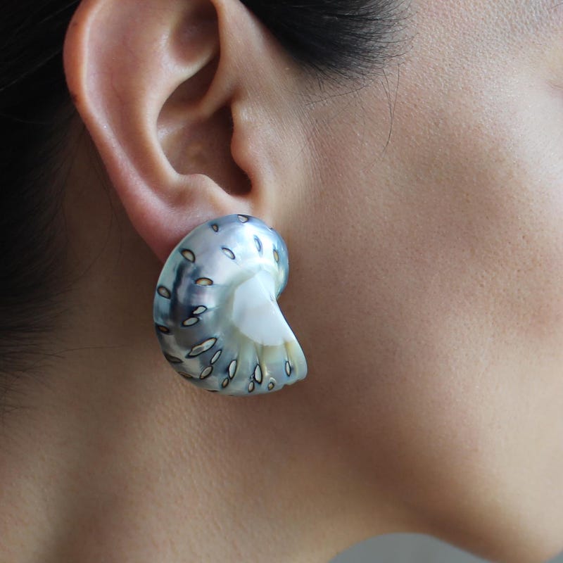 Nautilus Shell - Etsy