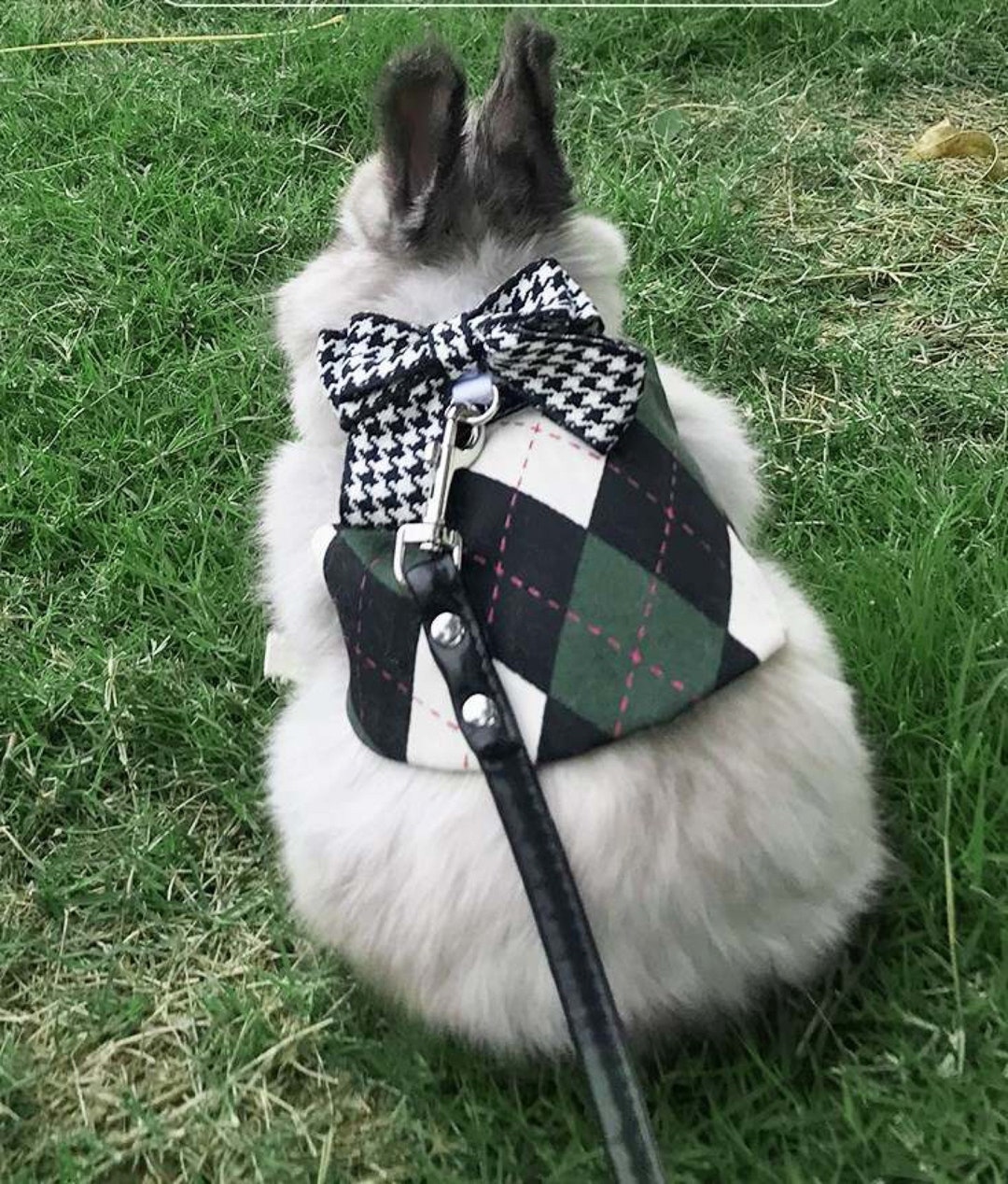 Bunny Plaid Bow Harness Leash for Rabbit Small Pet Rabbit - Etsy