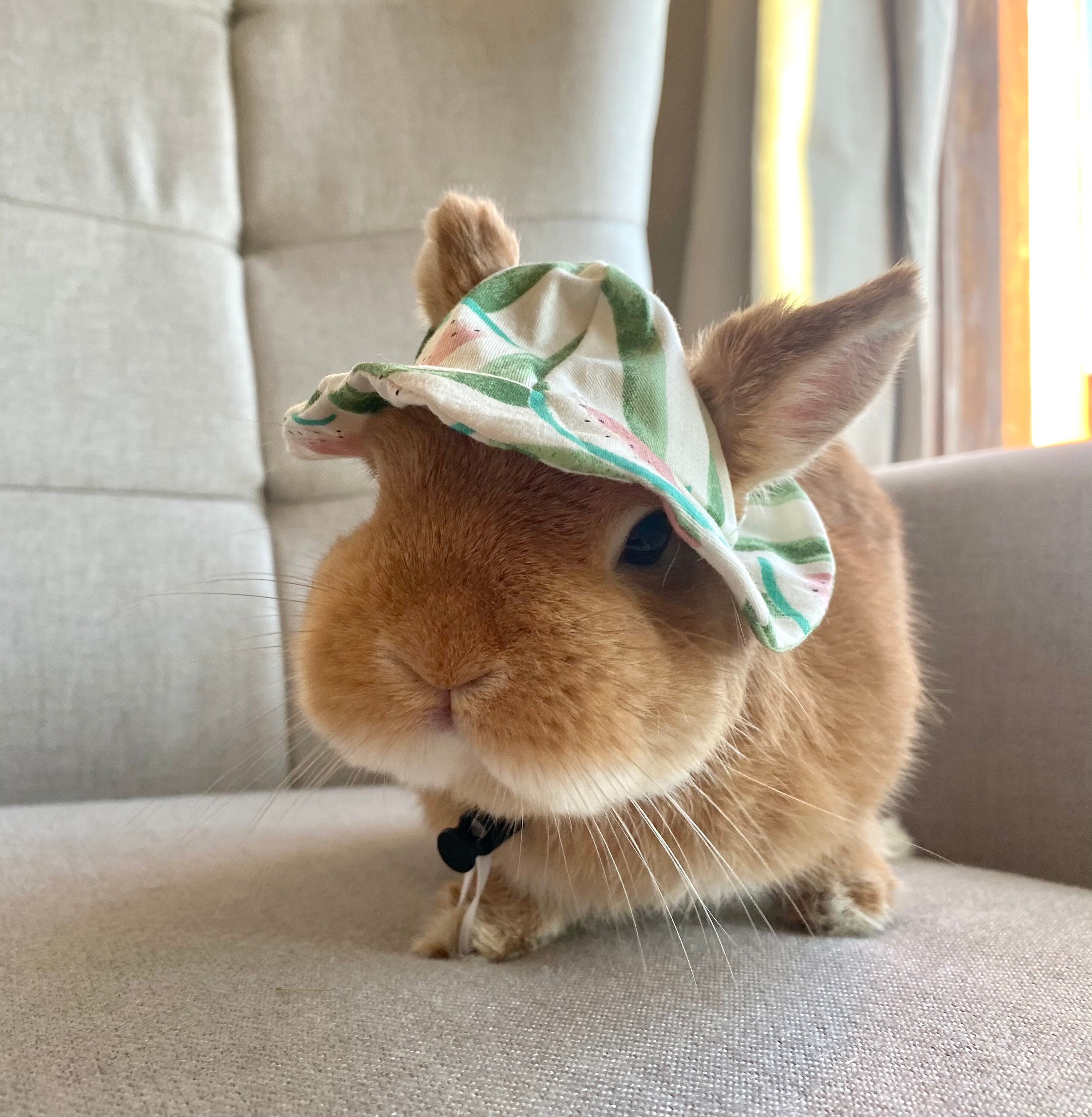 Cute Bunnies In Hats