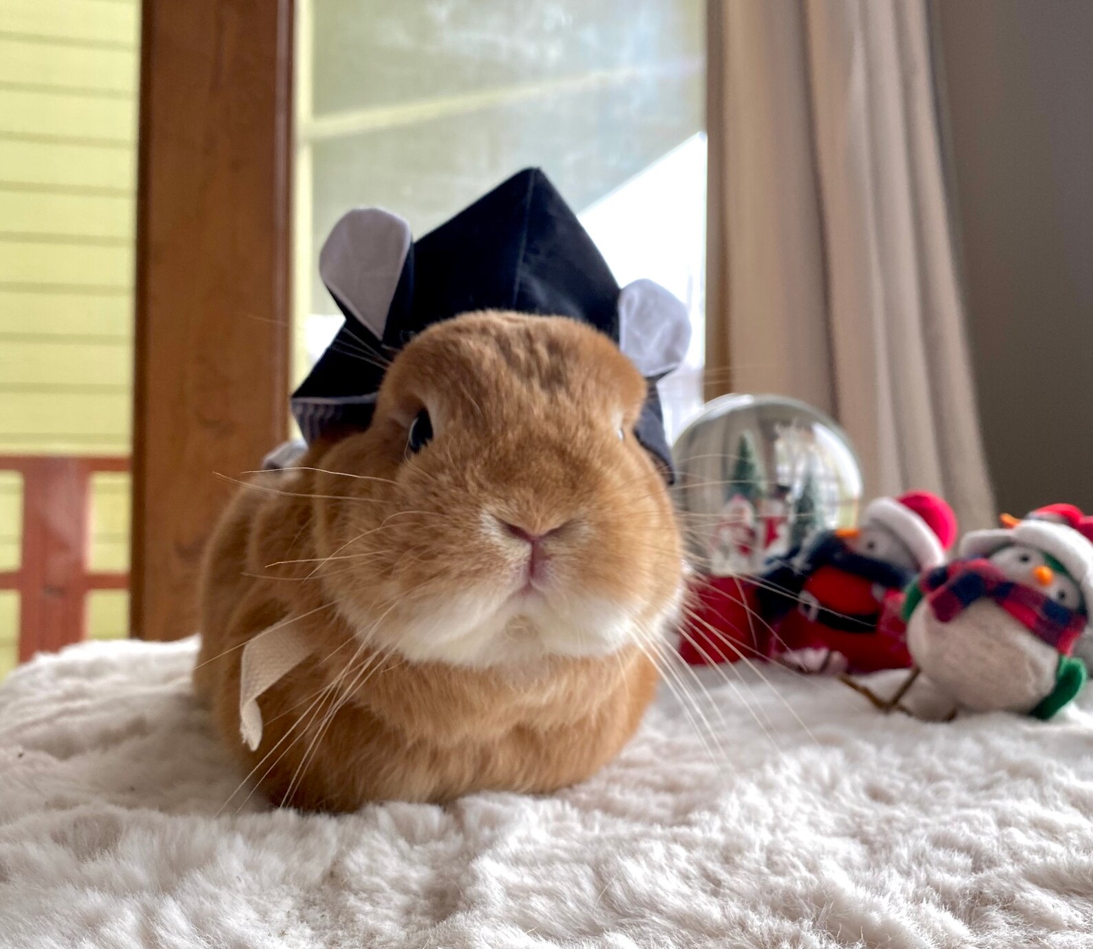 Scotch Plaid Rabbit Ears Harness for Rabbit Bunny Small Pet | Etsy