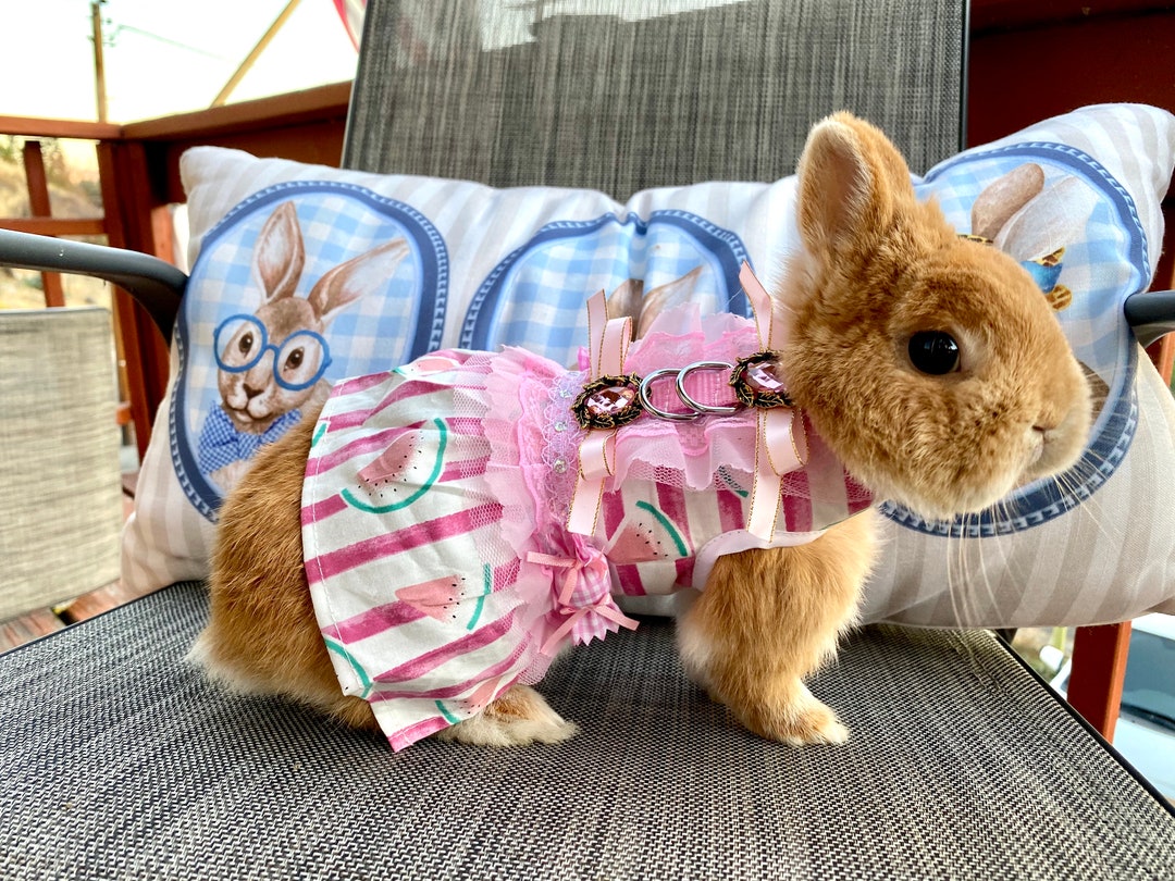 Harness & Leash for Rabbit, Cat, Small Pet Bunny Harness Watermelon ...