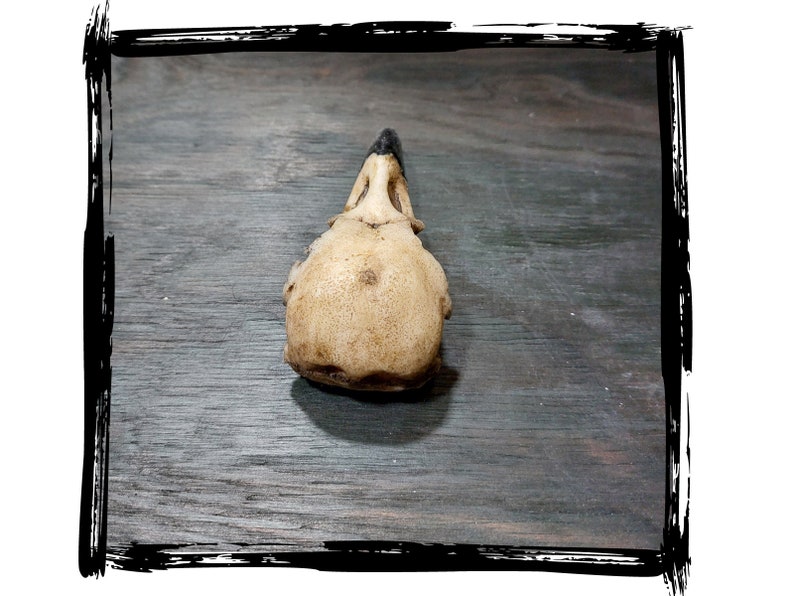 Skull Raven Foam Prop for LARP, Cosplay & Film | DIY Customizable - Etsy