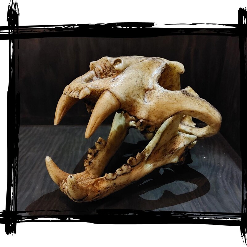 Larp Animal Skull - Etsy UK