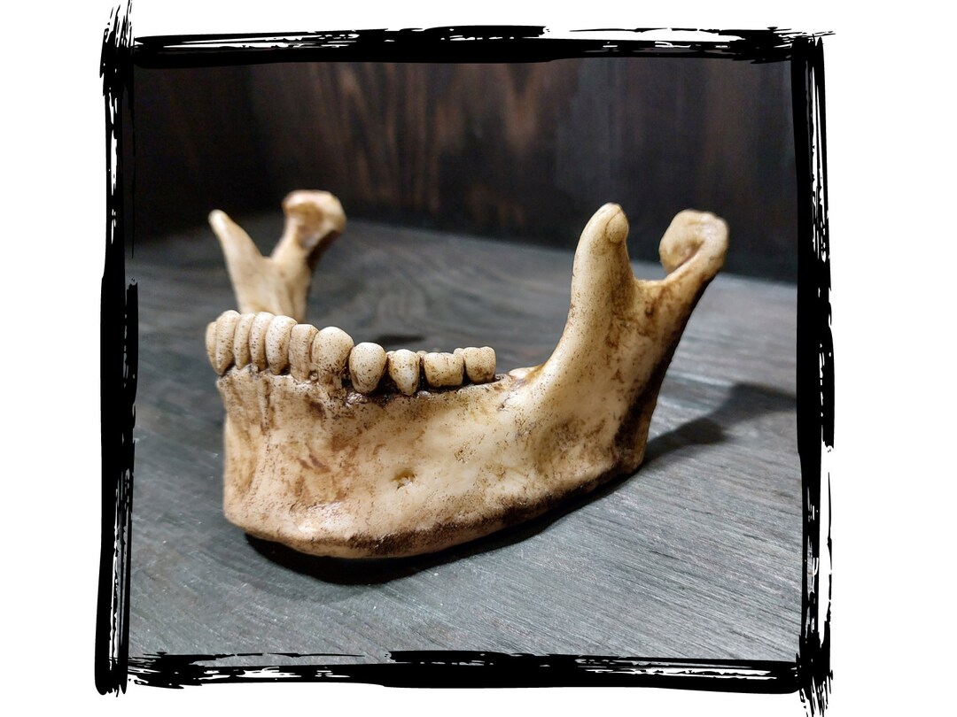 Human Jaw | LARP, Cosplay, Film | Foam Prop - Etsy