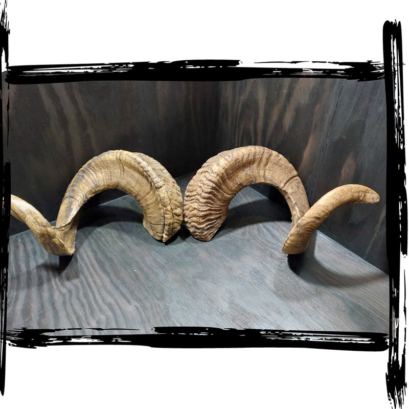 Ram Horns Costume - Etsy