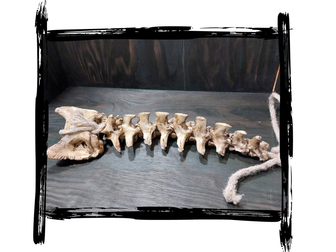 Spine Small LARP, Cosplay, Film Foam Prop - Etsy