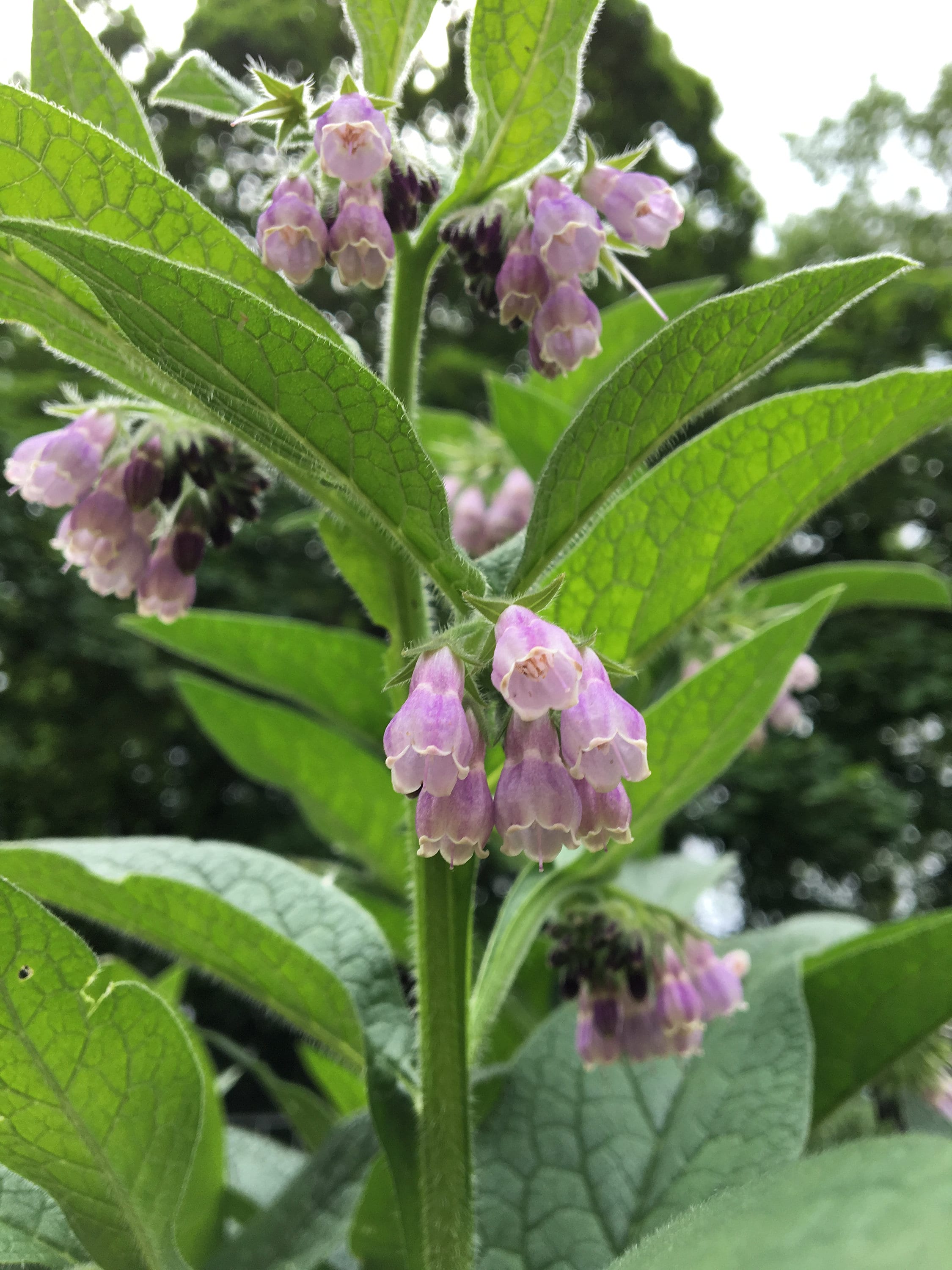 Comfrey Root Cuttings (Bocking 14 Variety) — Drop Seed Ecology