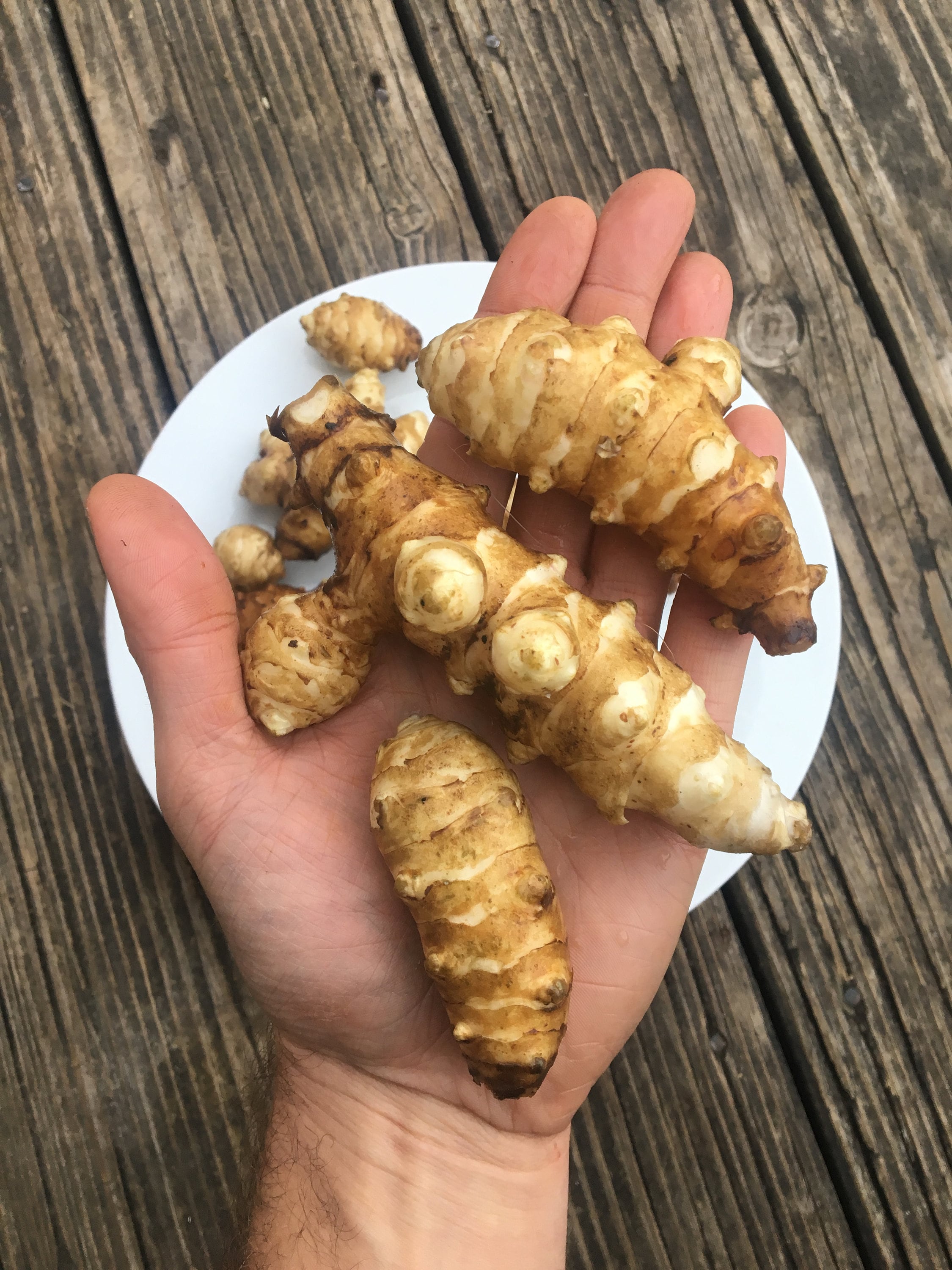 Jerusalem Artichoke Tubers, Sunchokes (Stampede Variety) — Drop Seed ...