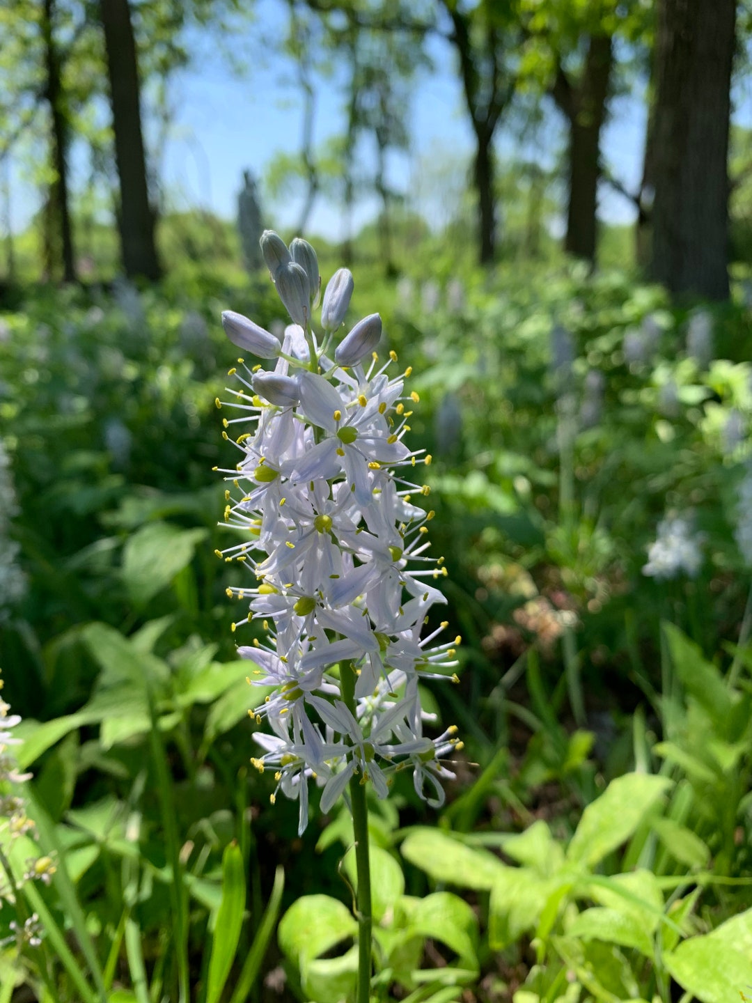 100 Wild Hyacinth Seeds Aka Atlantic Camas camassia - Etsy