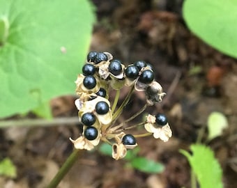 Wild Ramp Seeds - Etsy