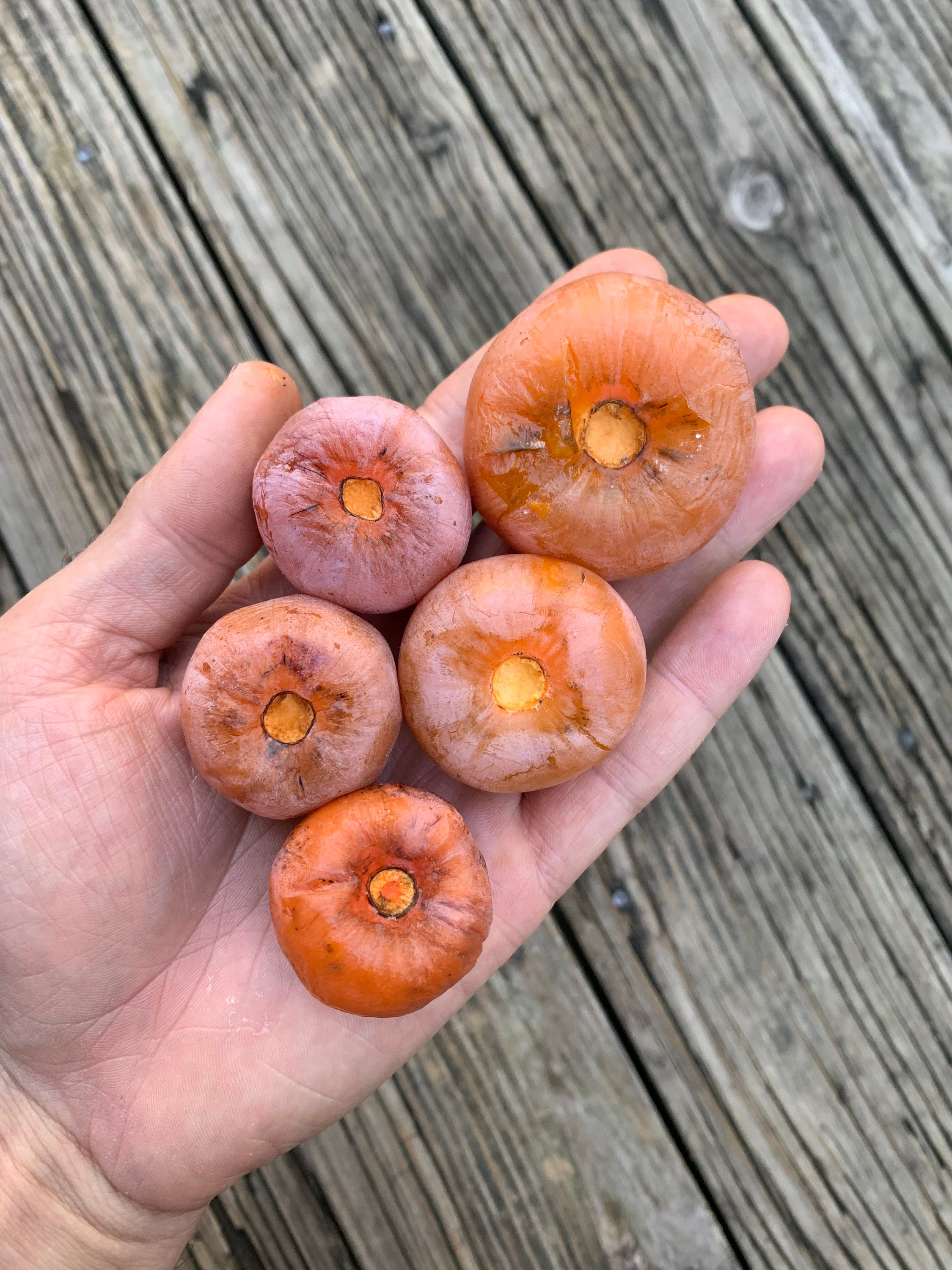Select American Persimmon Seeds — Drop Seed Ecology