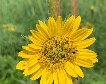 Compass Plant Seeds silphium Laciniatum Packet of 10 Seeds - Etsy