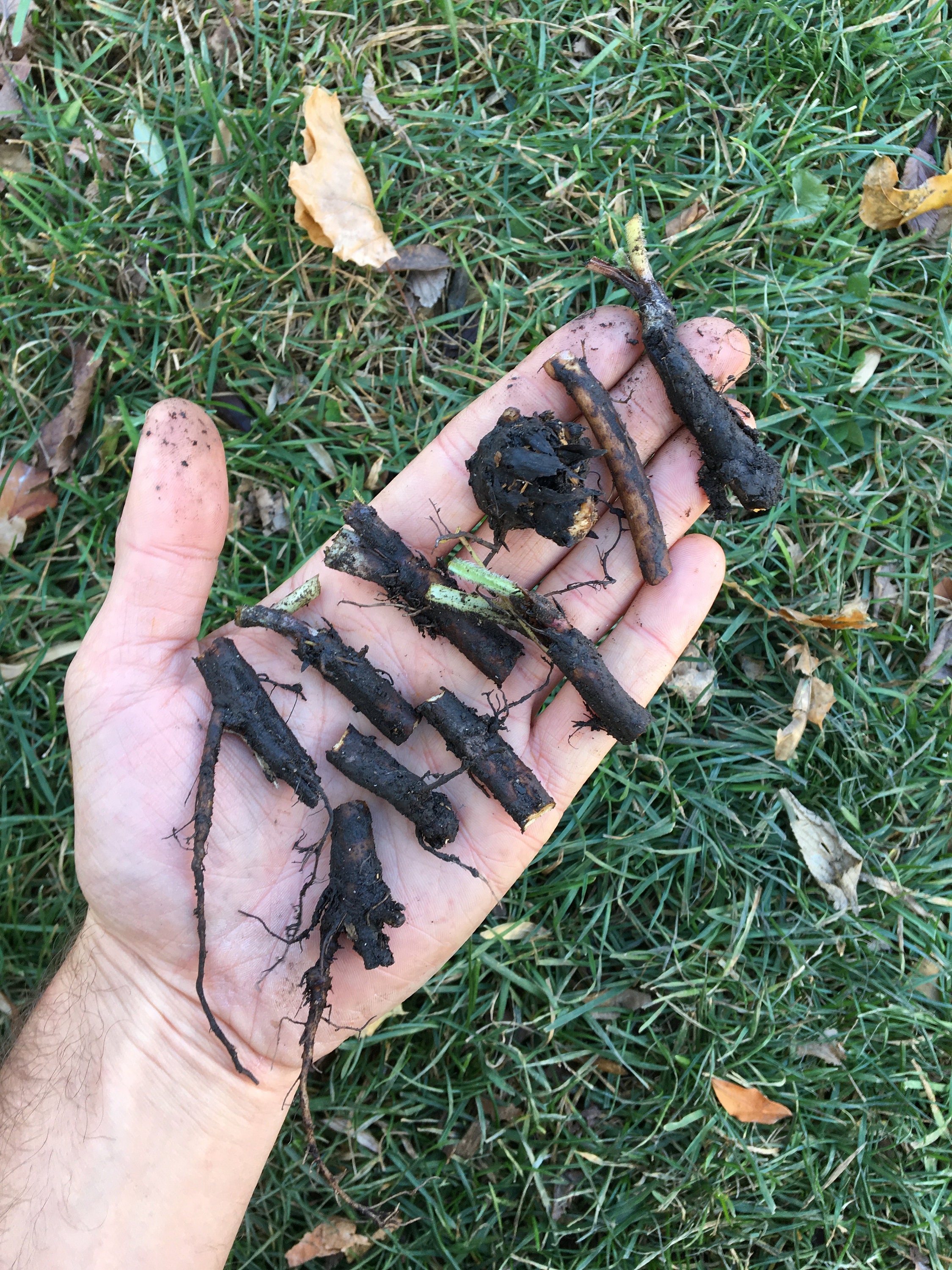 Comfrey Root Cuttings (Bocking 14 Variety) — Drop Seed Ecology