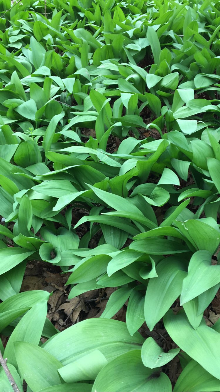 Ramp Seed (Wild Leek) — Drop Seed Ecology