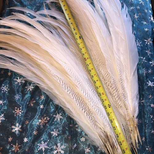 Red Laced Pointy Feathers 10 Pieces Claret Dyed BLW Laced | Etsy