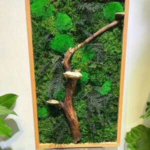 Moss Wall Art Hanging Frame - Etsy Canada