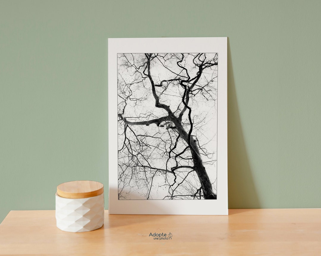 Signed and Numbered Photograph, Pareidolia, Trees and Branches in Black ...