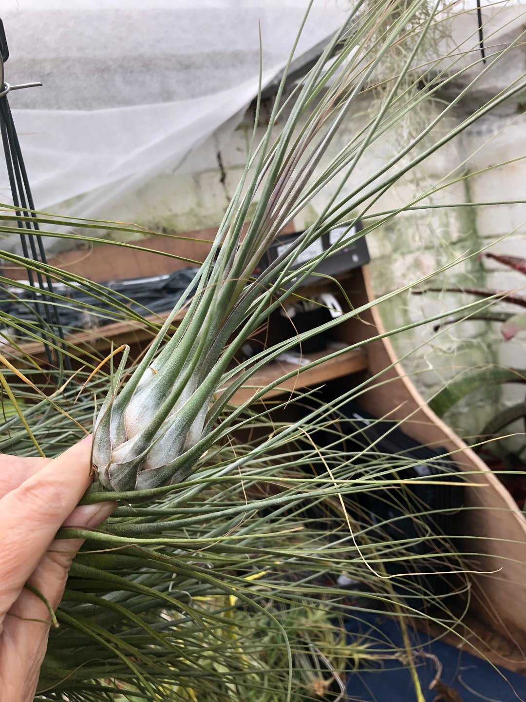 Tillandsia distichia: planta del aire ecuatoriana con flores amarillas ...