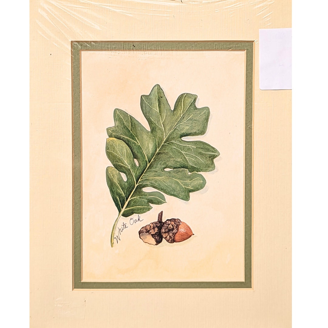 Pencil Paintings White Oak Leaf Vintage Maryjo Koch Print With Matting ...