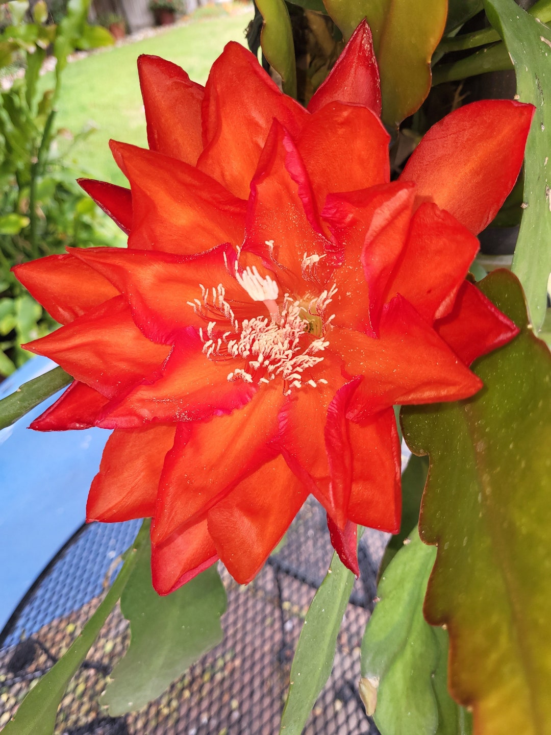 King Salmon :one Cutting@ 6" to 8"cutting. Think Tropical, Tree Dweller ...