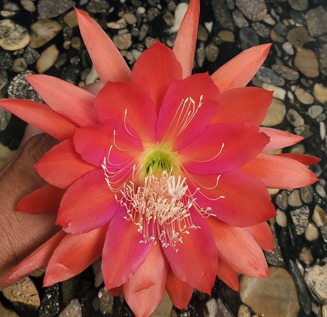 Prometheus - One 6-8" Cutting: Think Tropical, Tree Dweller, Living in ...