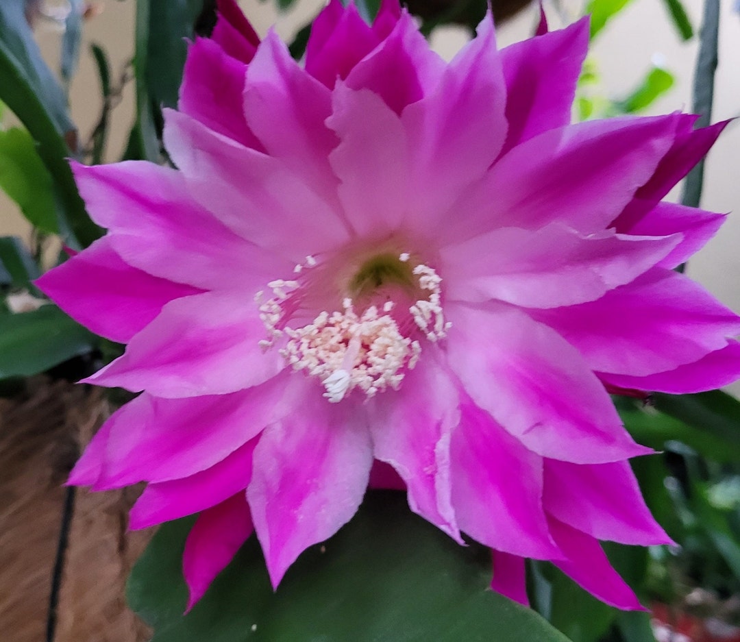 Daisy Dean :one Cutting6 to 8 Cutting. Think Tropical, Tree Dweller ...