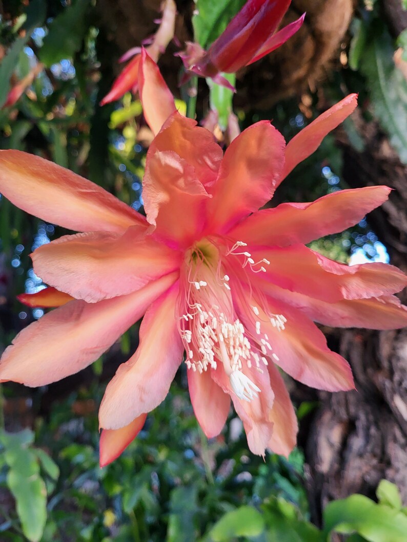 Spanish Gold Epiphyllum-1 Cutting68these Are - Etsy