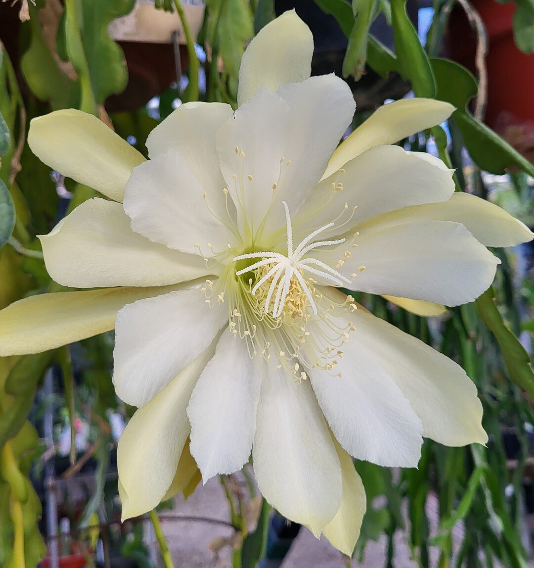 Chichicastenango-1 Cutting - Epiphyllum/cactus/orchid-(6" - 8 ...