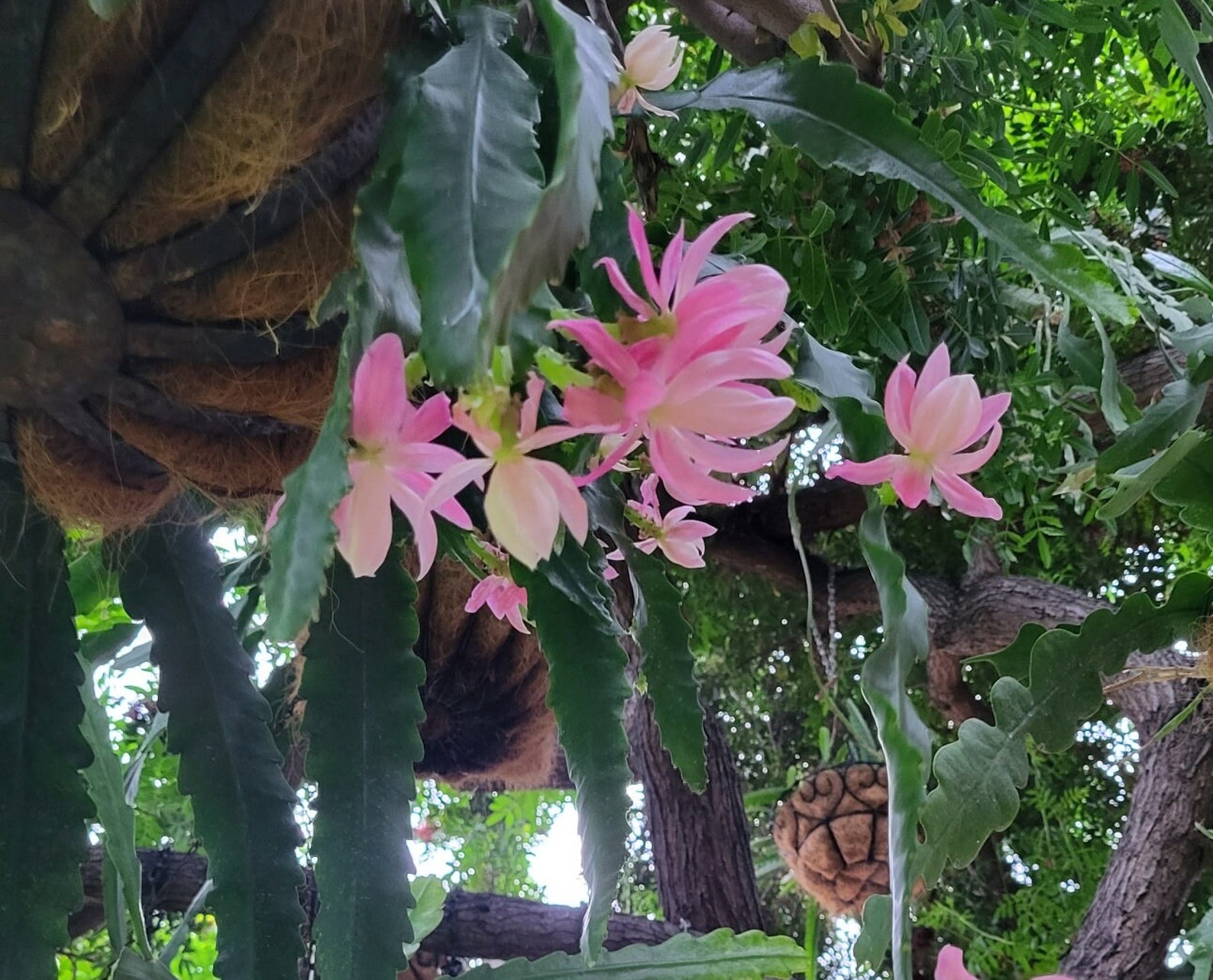 German Empress Epiphyllum -1 Cutting - (disocactus Phyllanthoides) - (6 ...