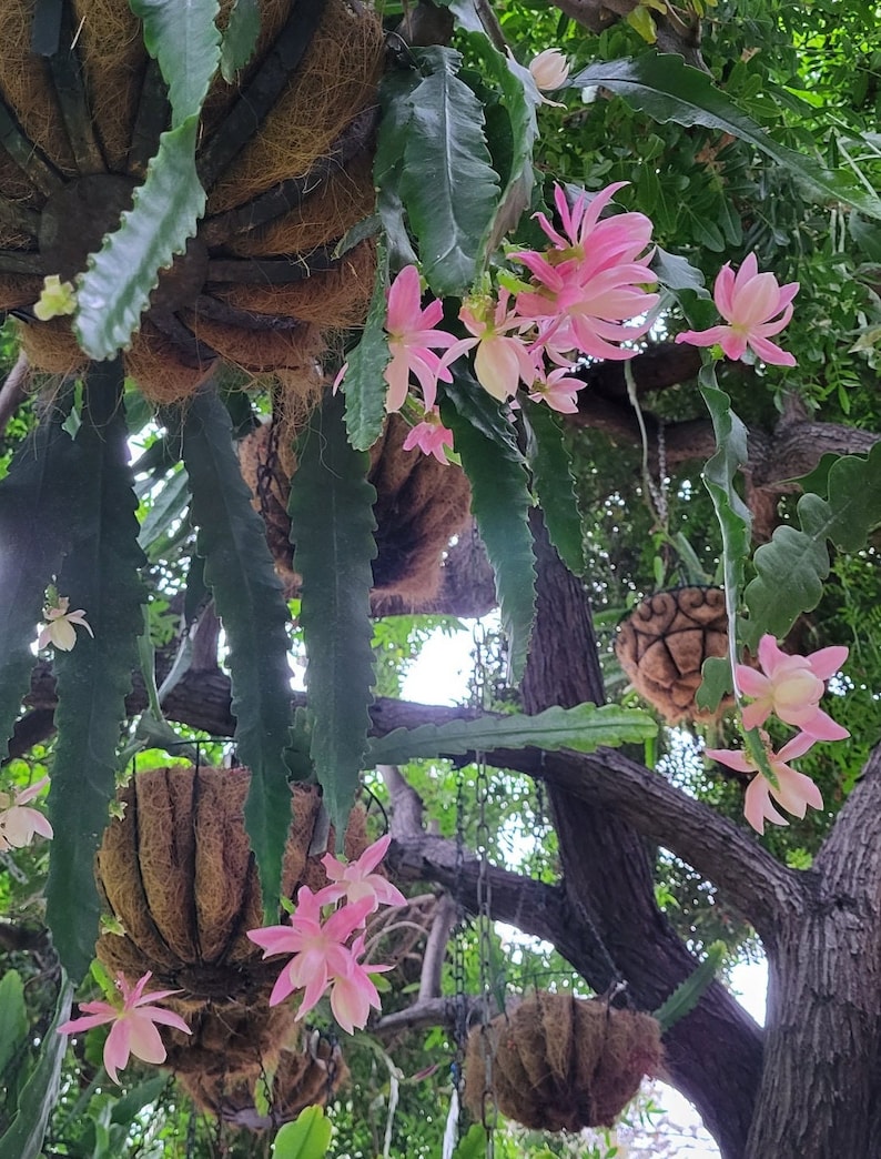 German Empress Epiphyllum -1 Cutting - (disocactus Phyllanthoides) - (6 ...