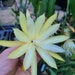 Pixie Dust :one Cutting@6" to 8". Think Tropical, Tree Dweller, Living ...