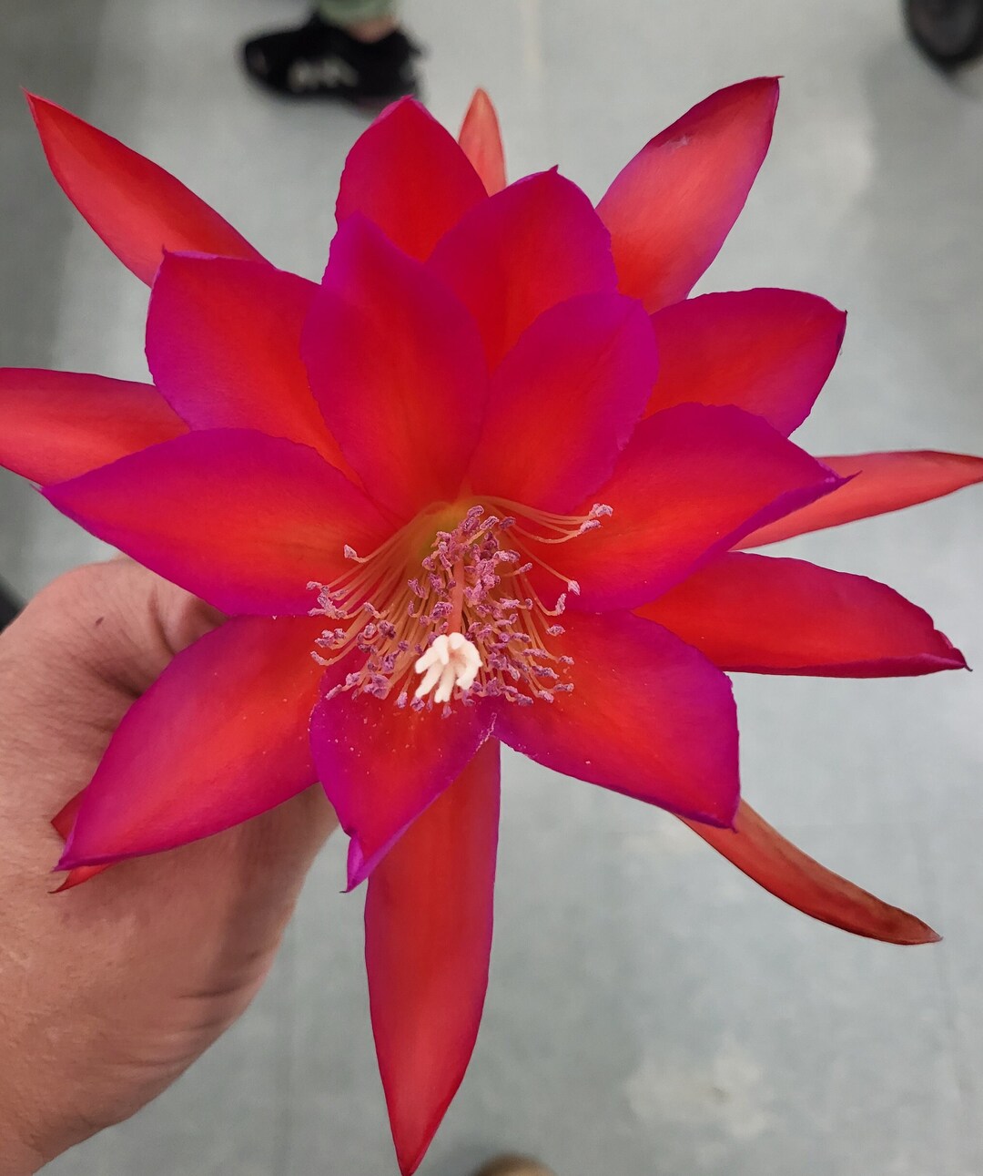 Clarity's Neon Spark :1 Cutting@6"to8". Think Tropical, Tree Dweller ...