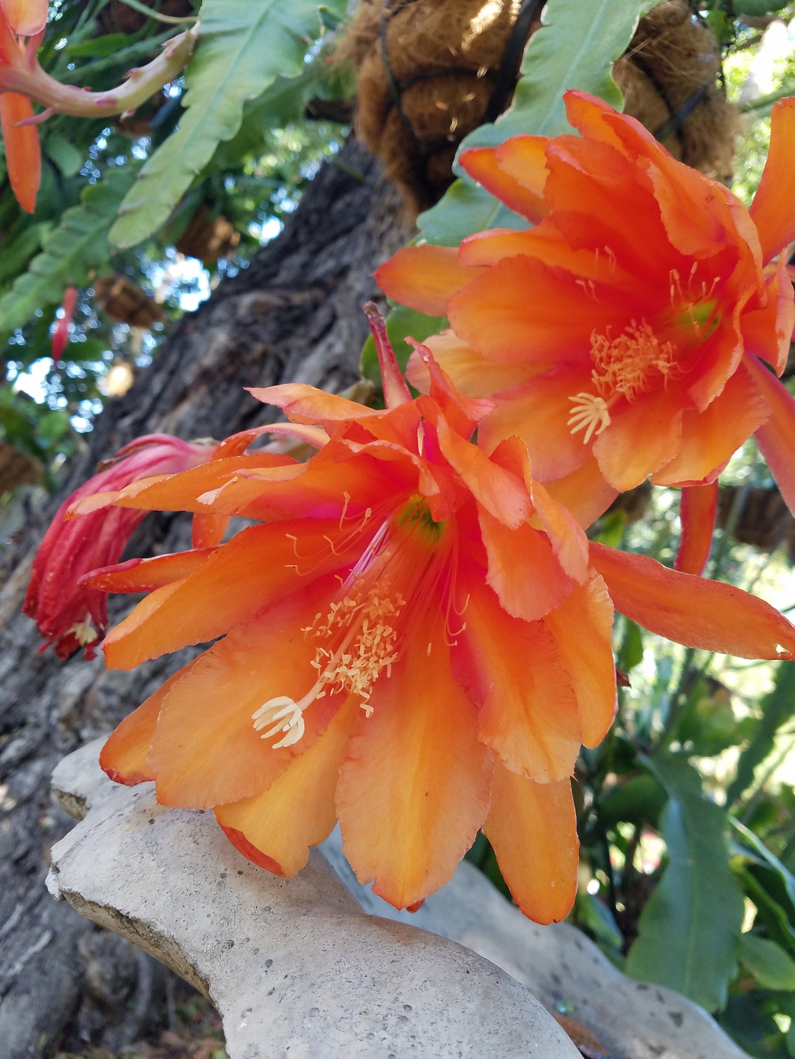 Carnival/orange Epiphyllum-1 Cutting 68shade Plants Think Tropical ...