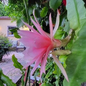 AGATHA :one Cutting@6" to 8" Cutting. Think Tropical, Tree Dweller ...