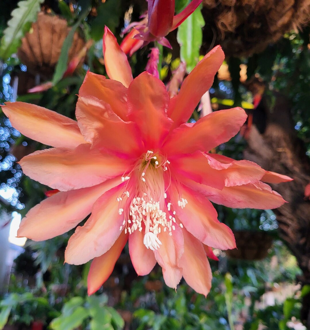 Spanish Gold Epiphyllum-1 Cutting68these Are - Etsy