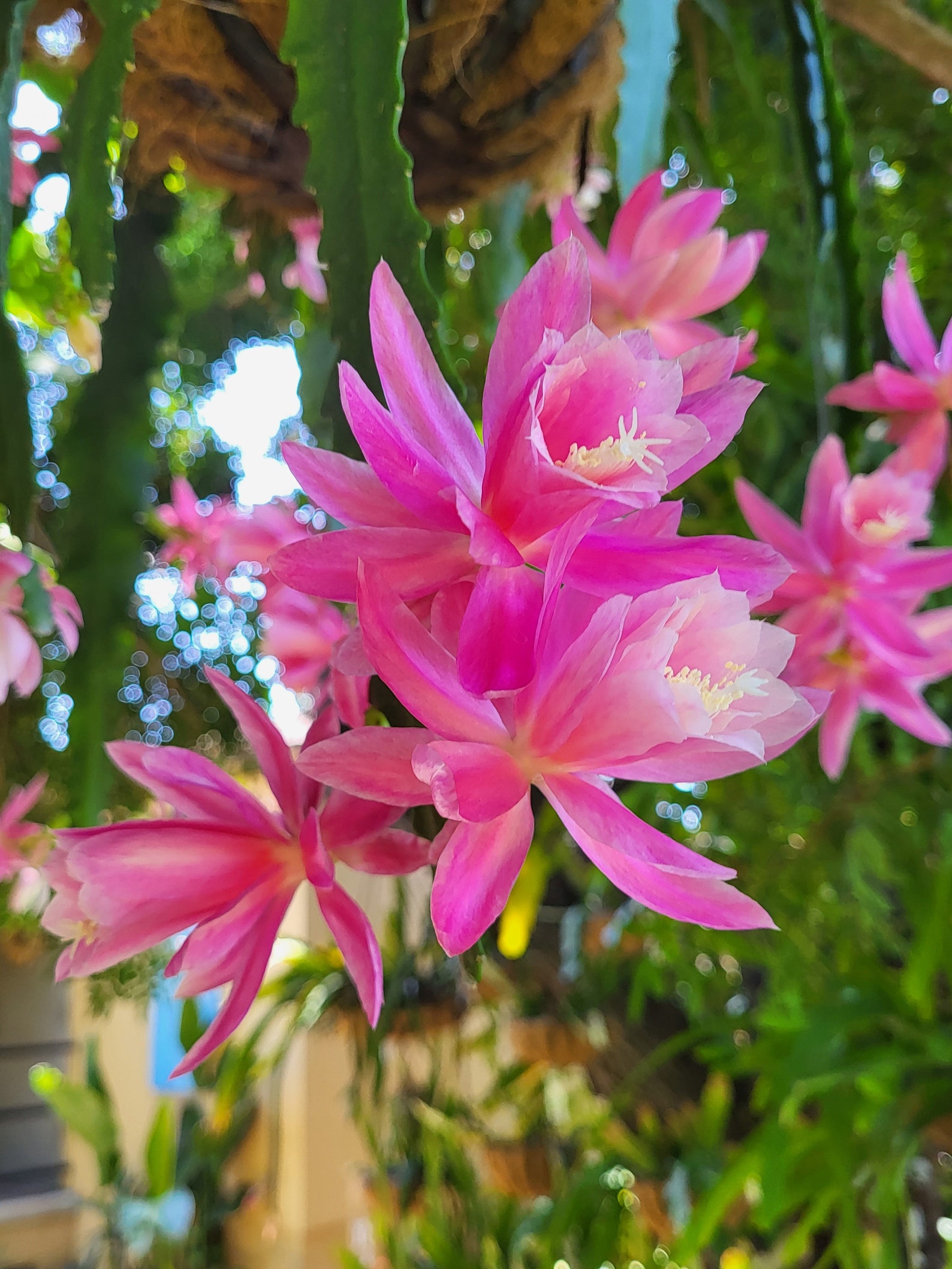 German Empress Epiphyllum -1 Cutting - (disocactus Phyllanthoides) - (6 ...
