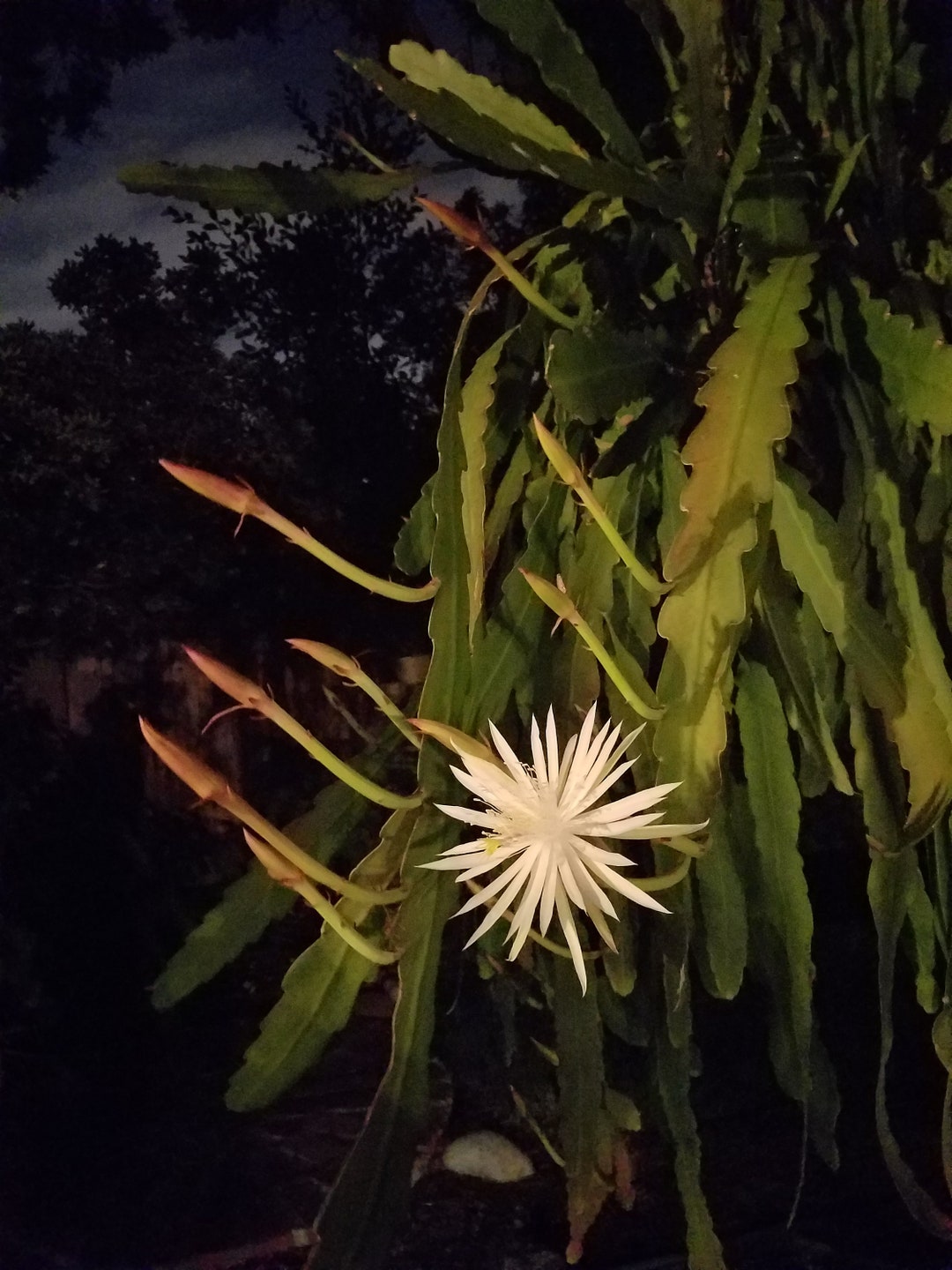 Hookeri -3 Cuttings (6"-8"cuttings)epiphyllum/cactus“shade Plants ...