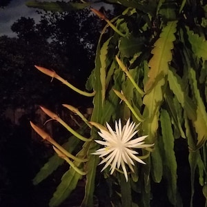 Hookeri -3 Cuttings (6"-8"cuttings)epiphyllum/cactus“shade Plants ...