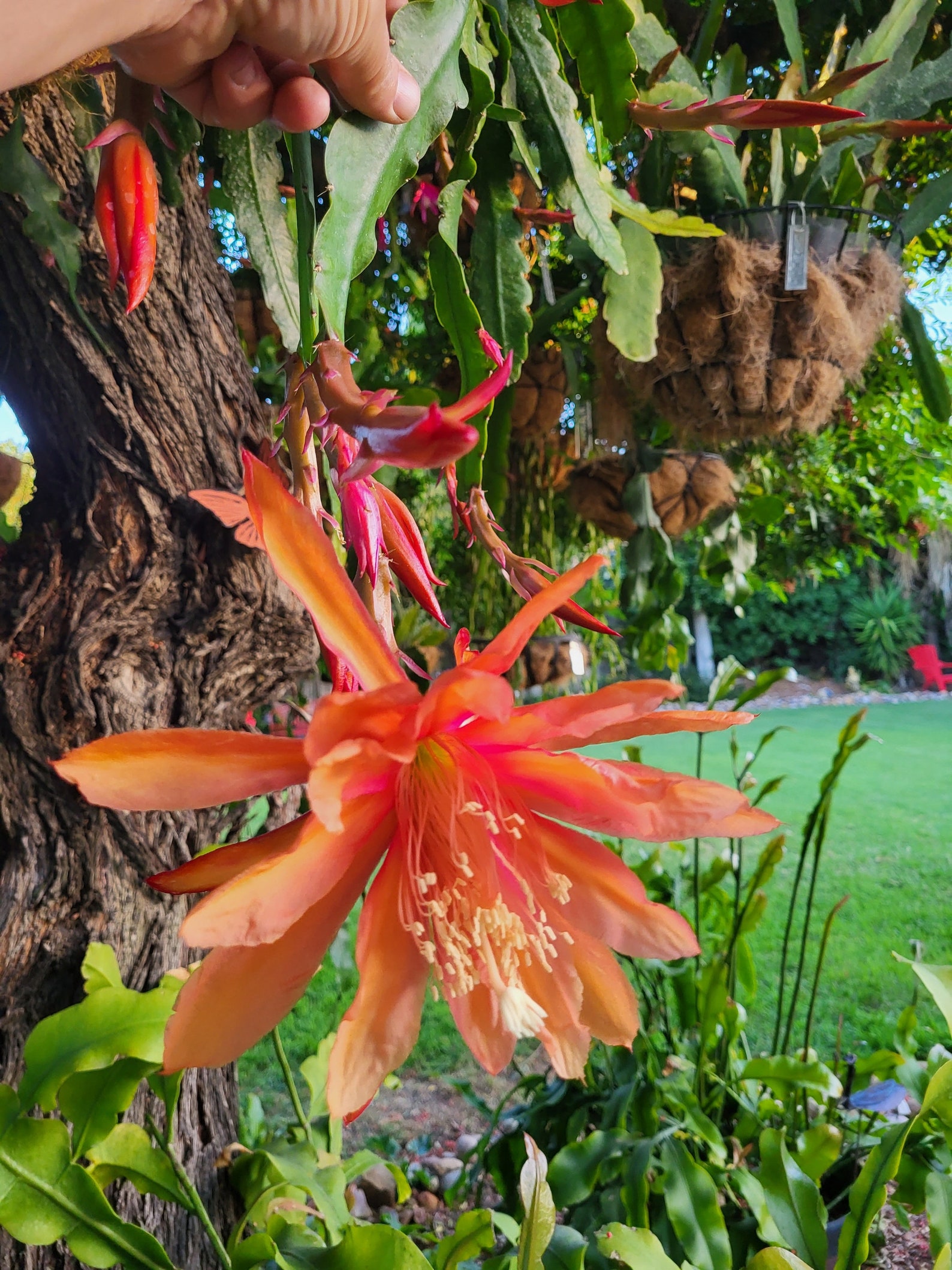 Spanish Gold Epiphyllum-1 Cutting68these Are - Etsy