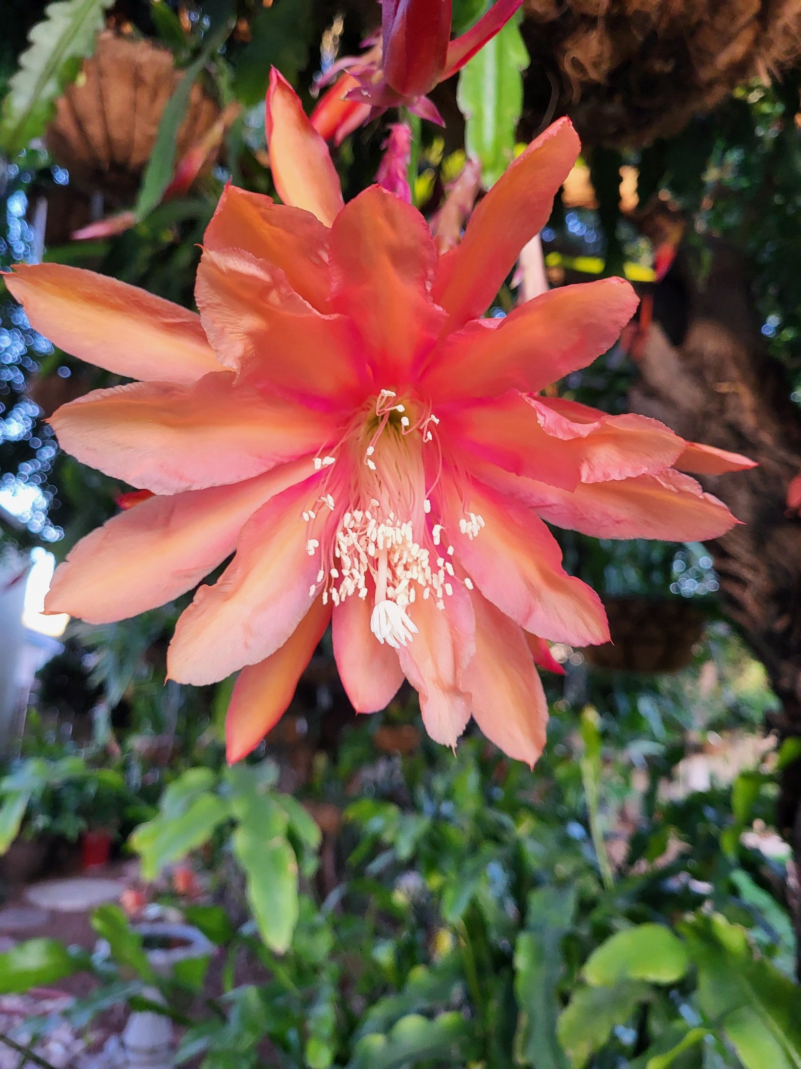 Spanish Gold Epiphyllum-1 Cutting68these Are - Etsy